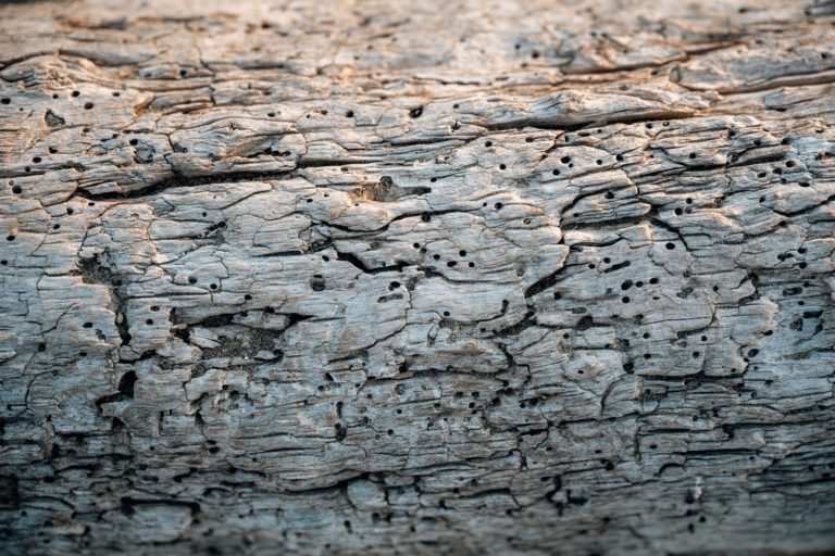 Alberoni Venice - Visit Lido